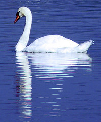 Why It Is Called a Swan Song | Broken Secrets