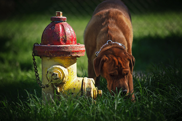 Dogs Poop in Alignment with Earth’s Magnetic Field | Broken Secrets
